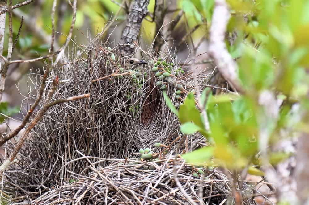 Bowerbird: Fawn-breasted – Birdshot Photography