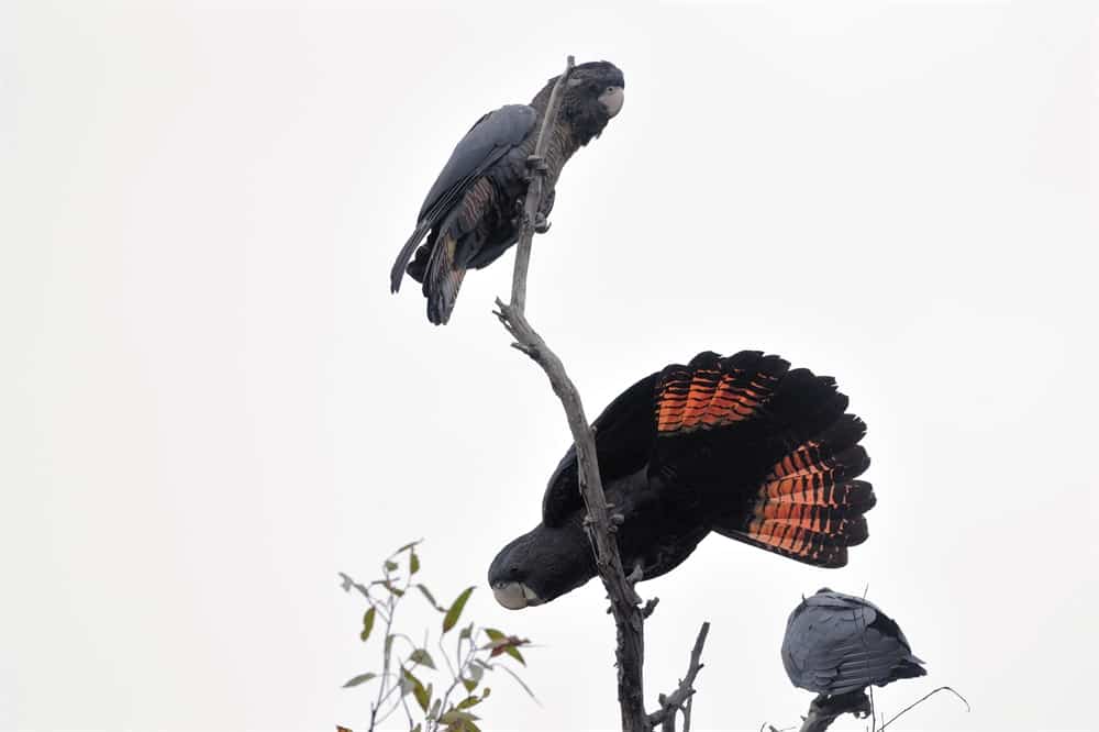Forest red-tailed Black Cockatoo r naso BP1 – Birdshot Photography