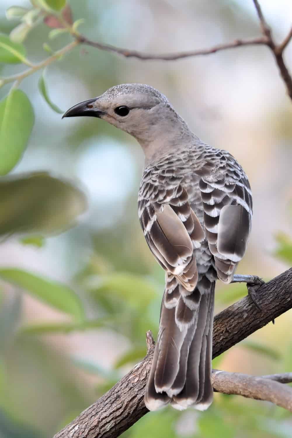 Bowerbird: Great – Birdshot Photography