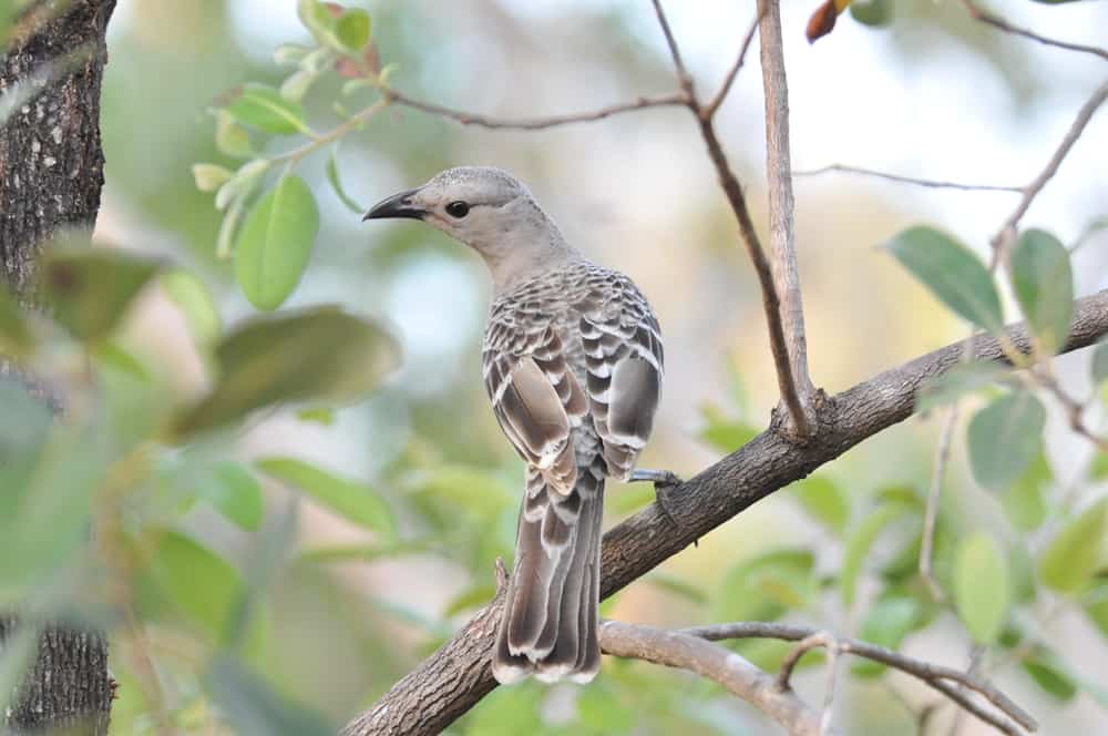 Bowerbird: Great – Birdshot Photography