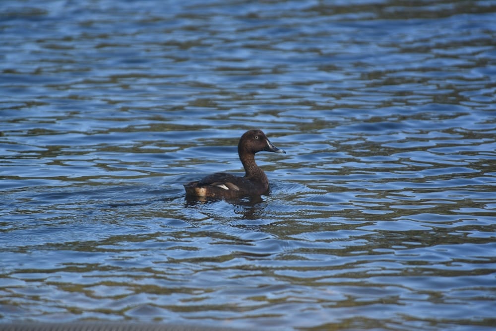 Hardhead – Birdshot Photography
