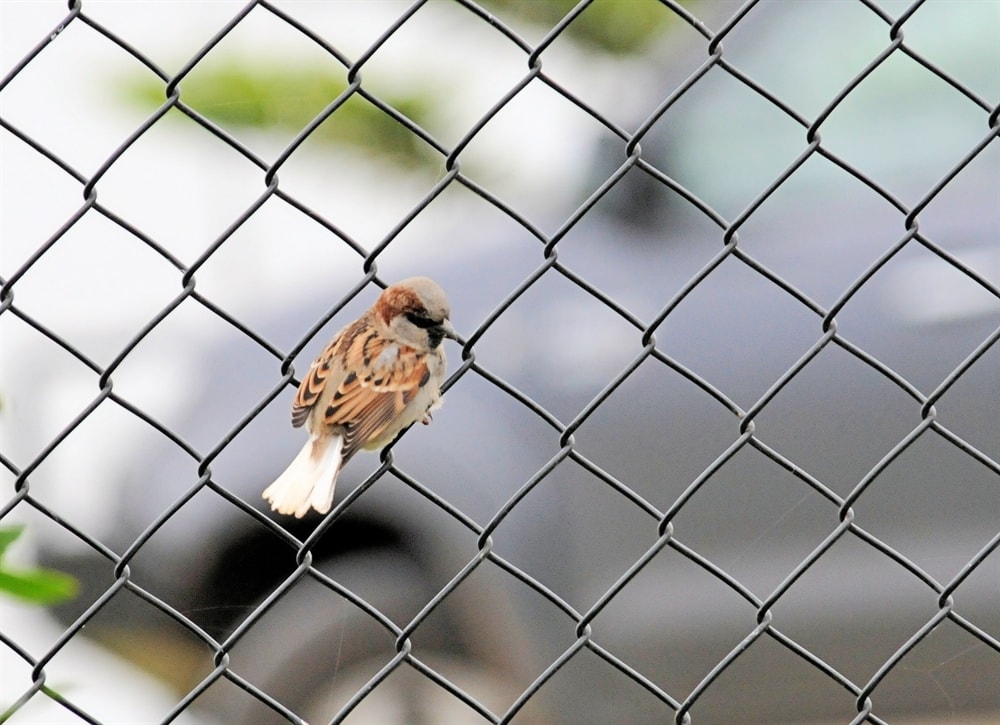 Sparrow: House – Birdshot Photography