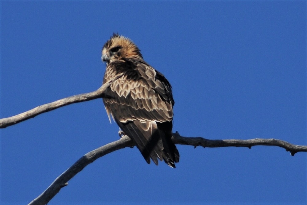 Eagle – Birdshot Photography