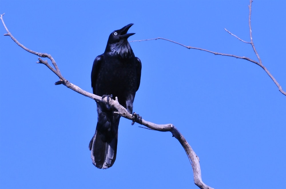 Raven: Little – Birdshot Photography