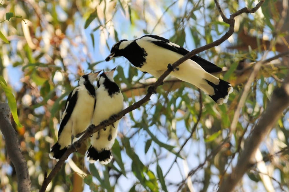 Magpie: Lark – Birdshot Photography