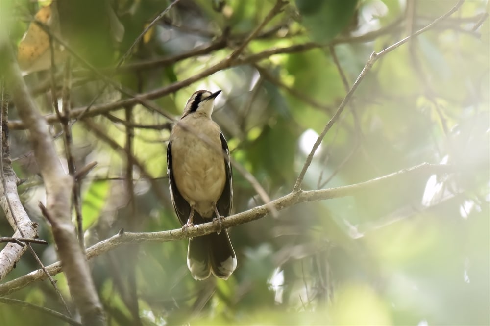 Scrub-robin – Birdshot Photography