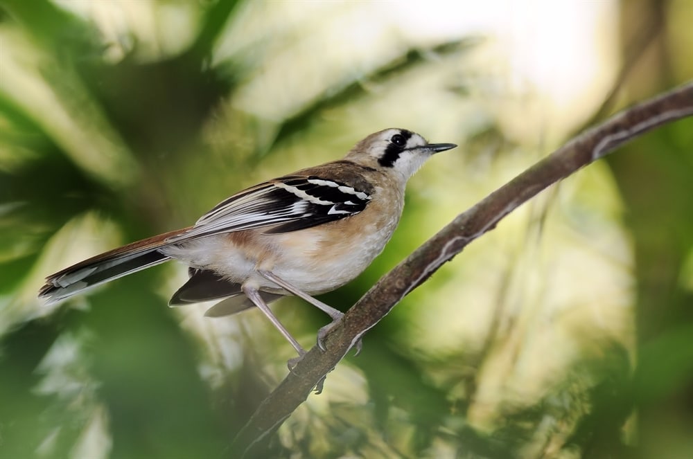 Scrub-robin – Birdshot Photography