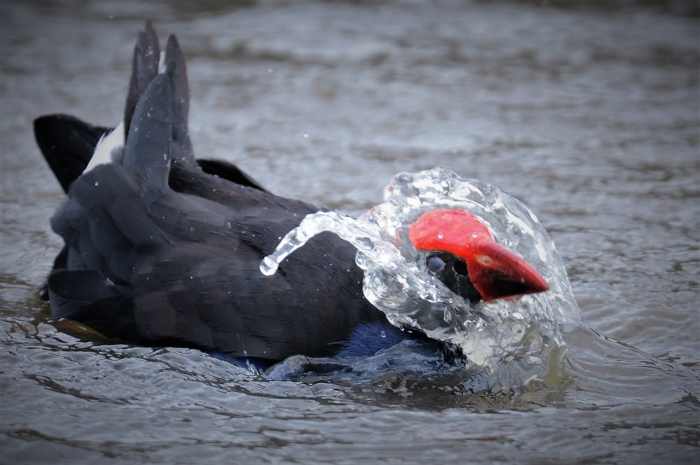 Purple Swamphen (water) – Birdshot Photography