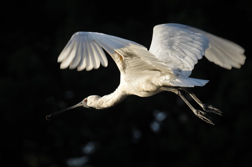 Royal Spoonbill (In flight) – Birdshot Photography