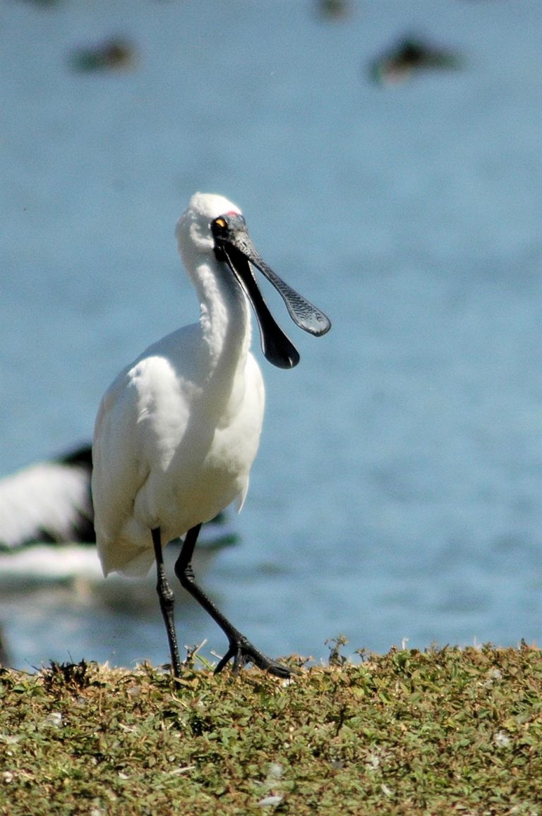 Royal Spoonbill (In flight) – Birdshot Photography