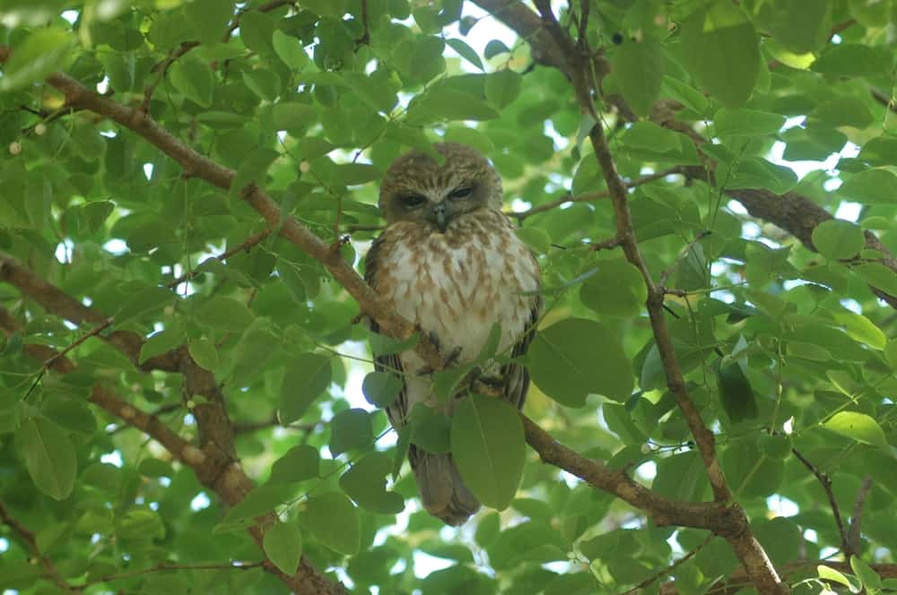 Boobook – Birdshot Photography