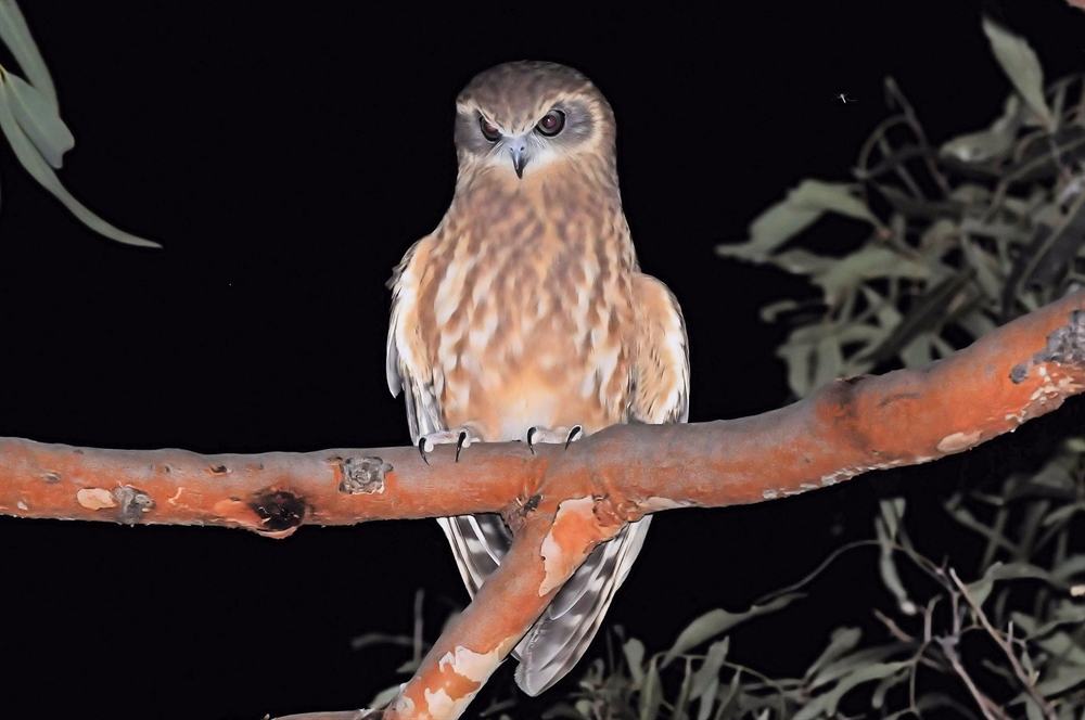 Boobook – Birdshot Photography