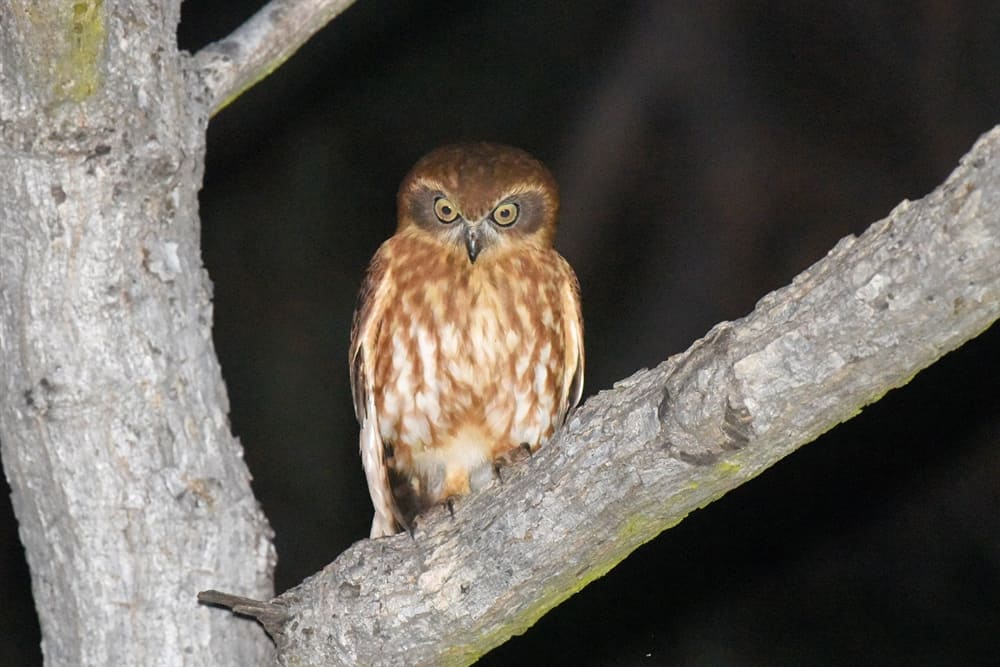 Boobook – Birdshot Photography