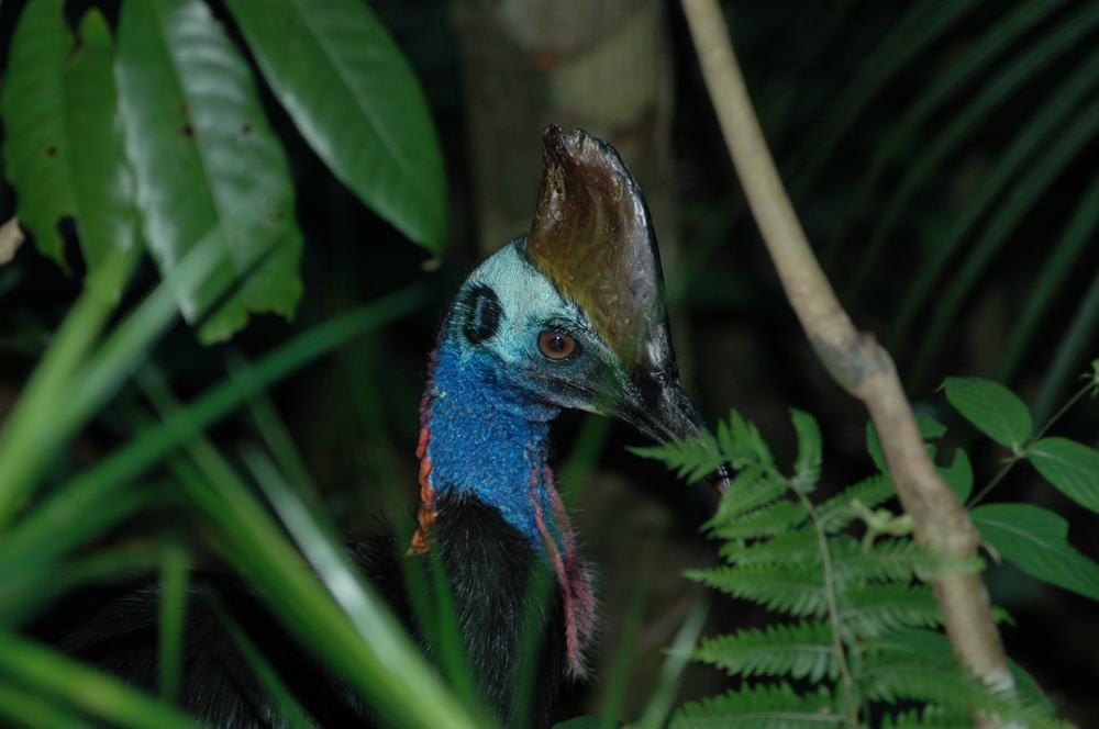 Cassowary: Southern – Birdshot Photography