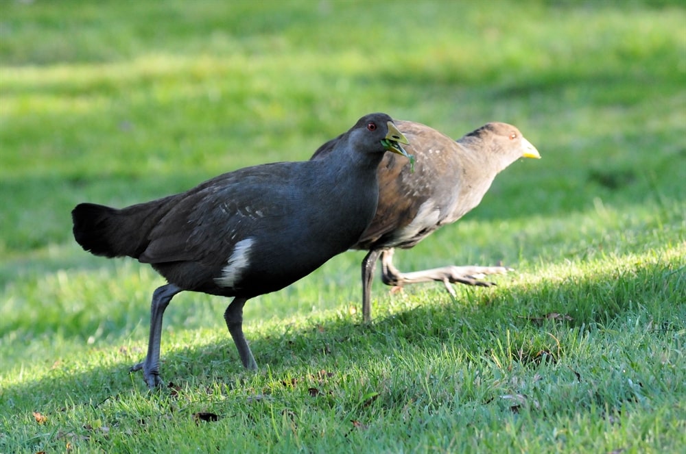 Native Hen: Tasmanian – Birdshot Photography