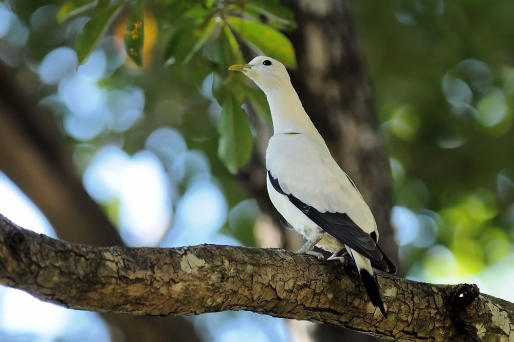 Imperial Pigeon – Birdshot Photography