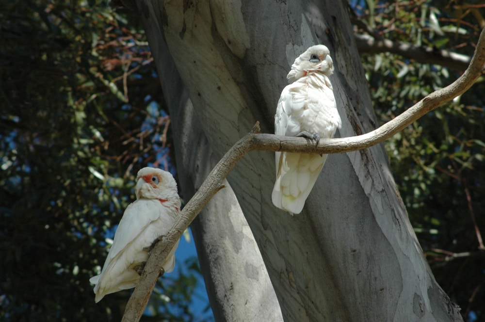 Western Corella. Fremantle – Birdshot Photography