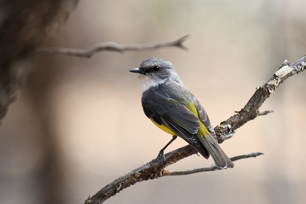 Western Yellow Robin 2 Kimba 190918 – Birdshot Photography