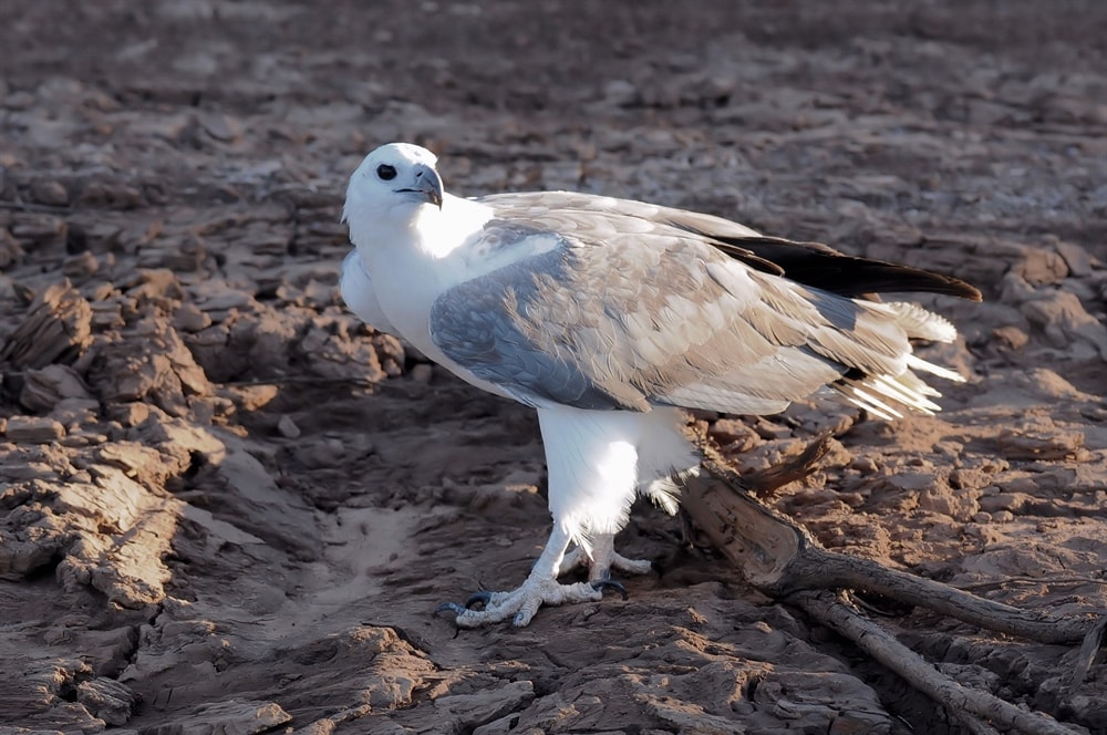 Sea Eagle: White Bellied – Birdshot Photography