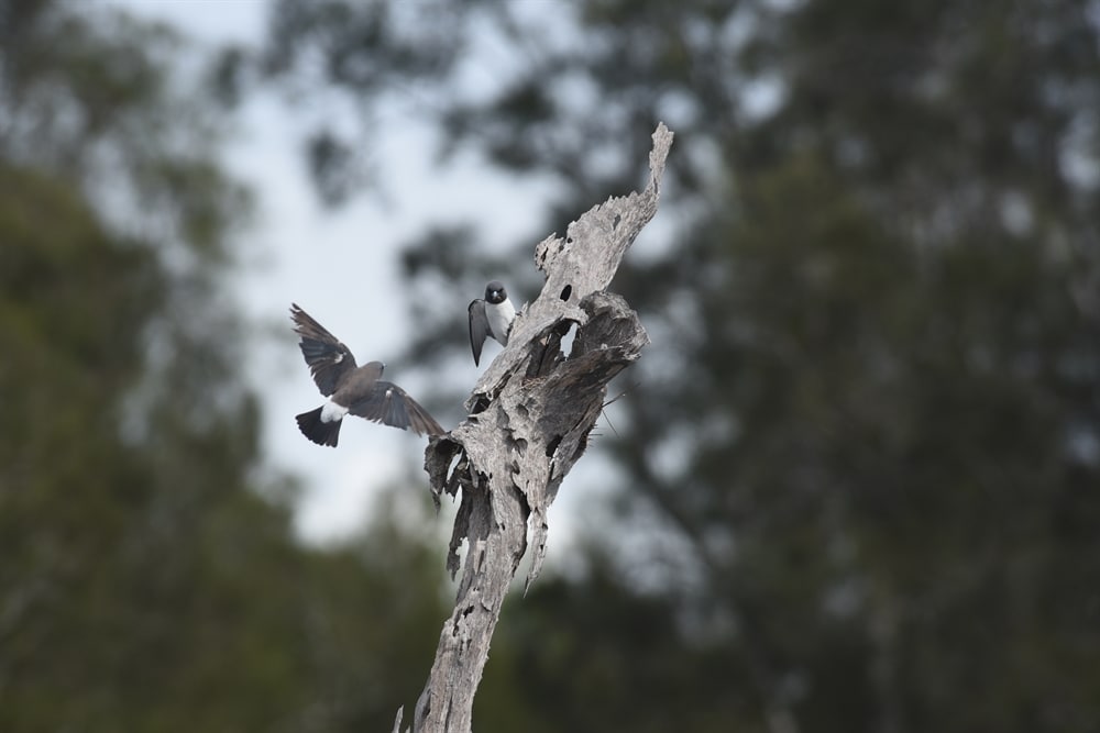 White-breasted Woodswallow 1 – Birdshot Photography