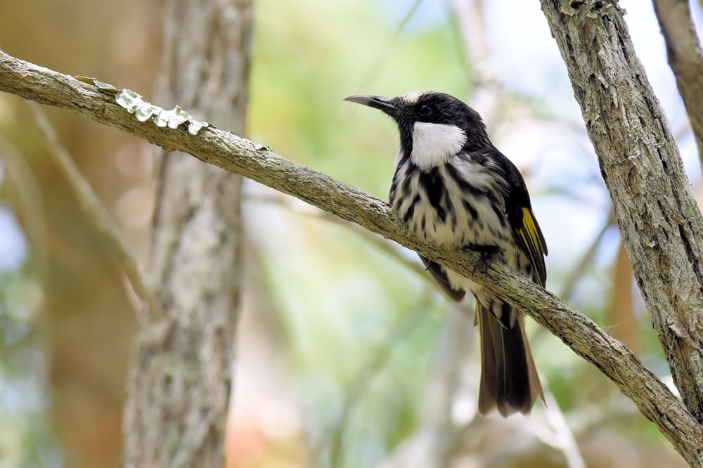 White-cheeked Honeyeater. Julatten Abattoir Swamp. 041016 – Birdshot ...