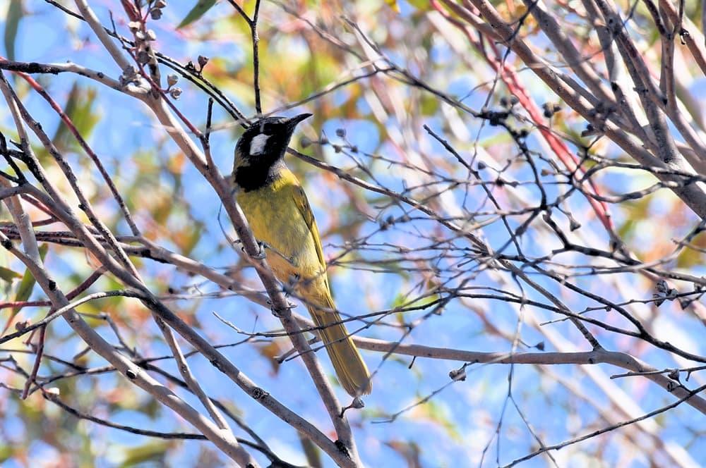 White-eared Honeyeater. Nombinnie. 190915 – Birdshot Photography