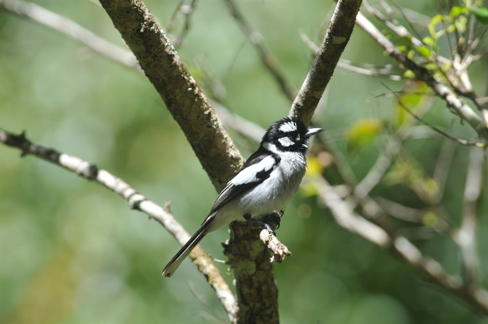 White-eared Monarch – Birdshot Photography