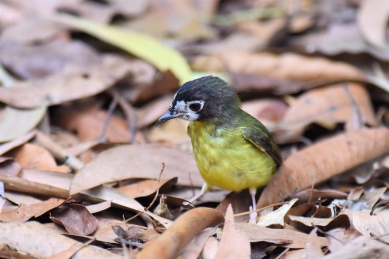 White-faced Robin. 2. Iron Range. 191114 – Birdshot Photography