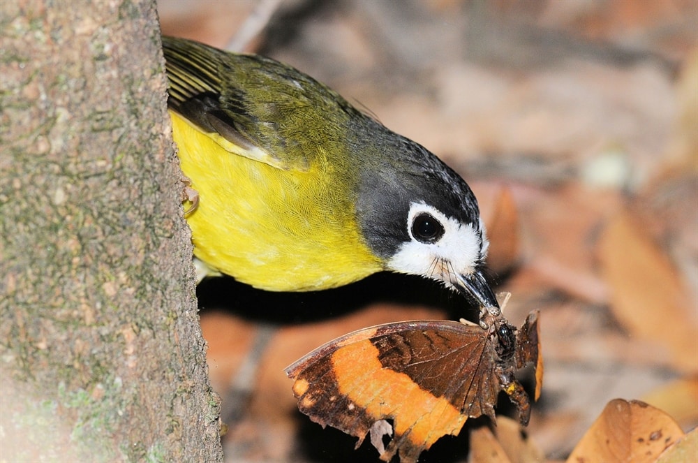 White-faced Robin. 2. Iron Range. 191114 – Birdshot Photography
