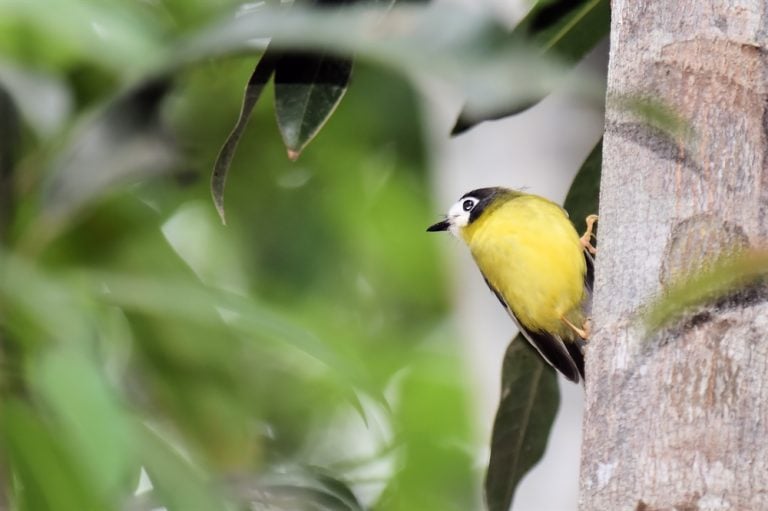 White-faced Robin. 2. Iron Range. 191114 – Birdshot Photography