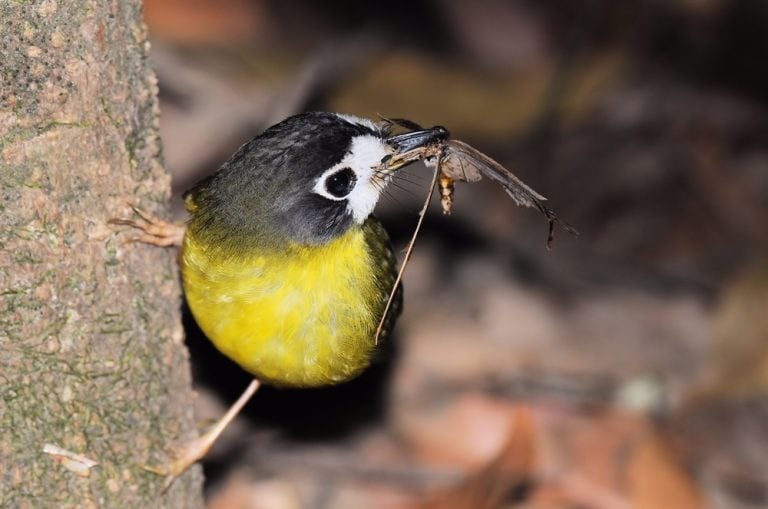 White-faced Robin. 2. Iron Range. 191114 – Birdshot Photography