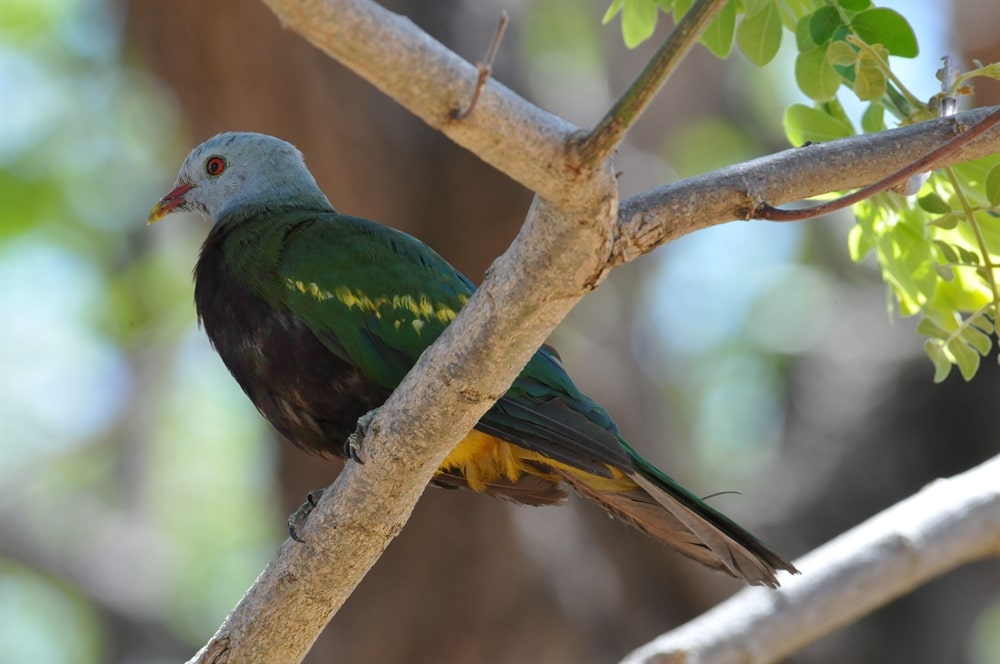 Wompoo Fruit Dove. Lucinda – Birdshot Photography