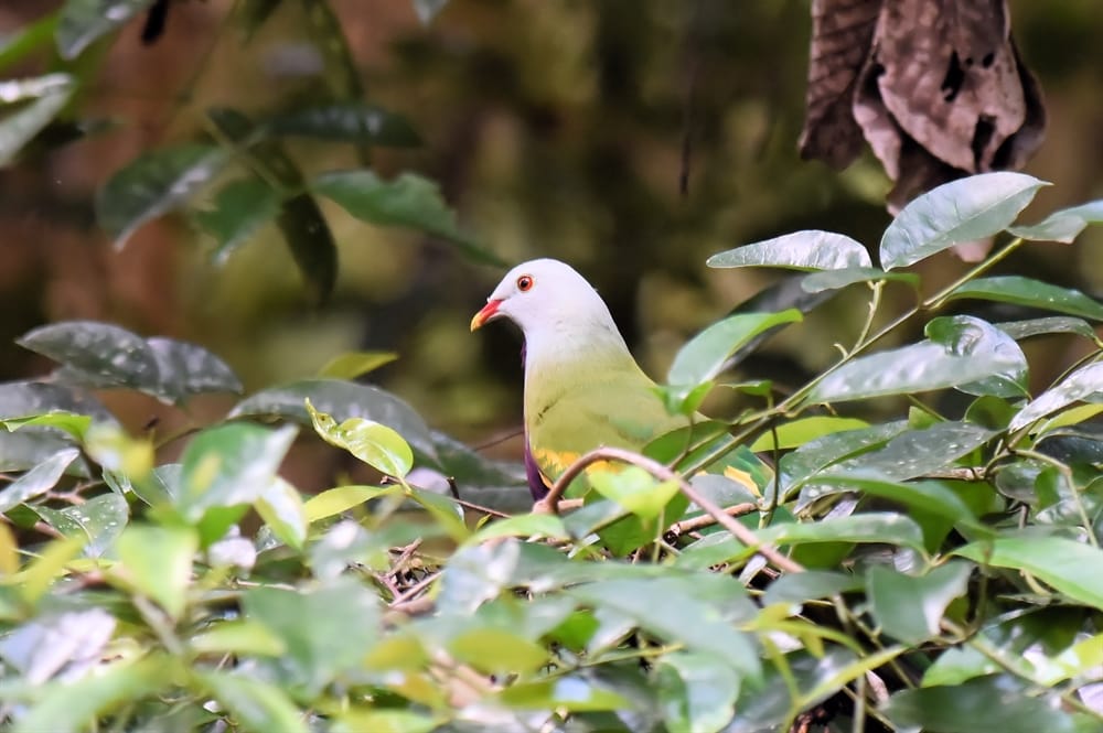 Fruit Dove: Wompoo – Birdshot Photography