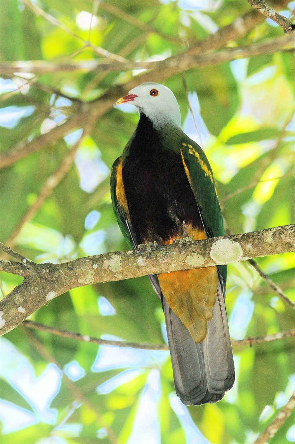 Fruit Dove: Wompoo – Birdshot Photography