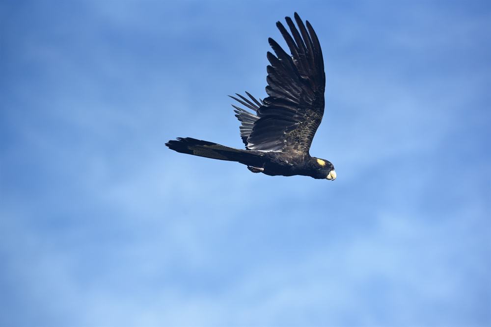 Yellow Tailed Black Cockatoo 27 Birdshot Photography