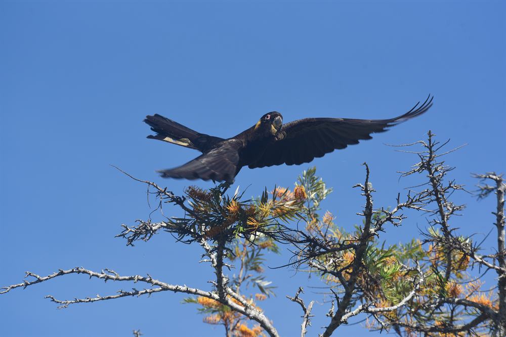 Yellow Tailed Black Cockatoo 3 Birdshot Photography